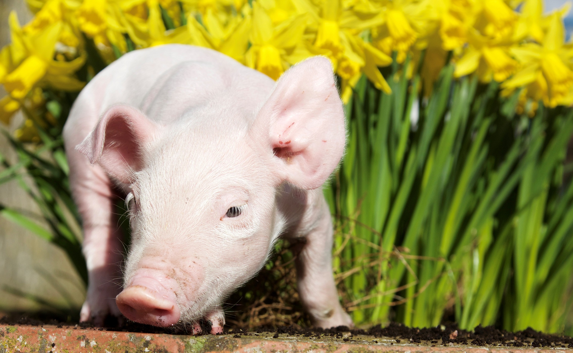 Hatton welcomes the arrival of super cute spring born animals!